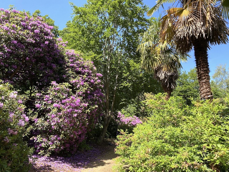 Vartoti atsakingai! Gražiausi rododendrų sodai Londono pakraštyje