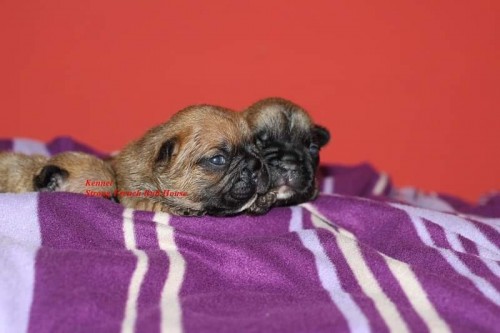 londoniete.com skelbimai: Prancūzų buldogas